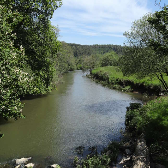 Hartstongue - DCA - Taw Valley